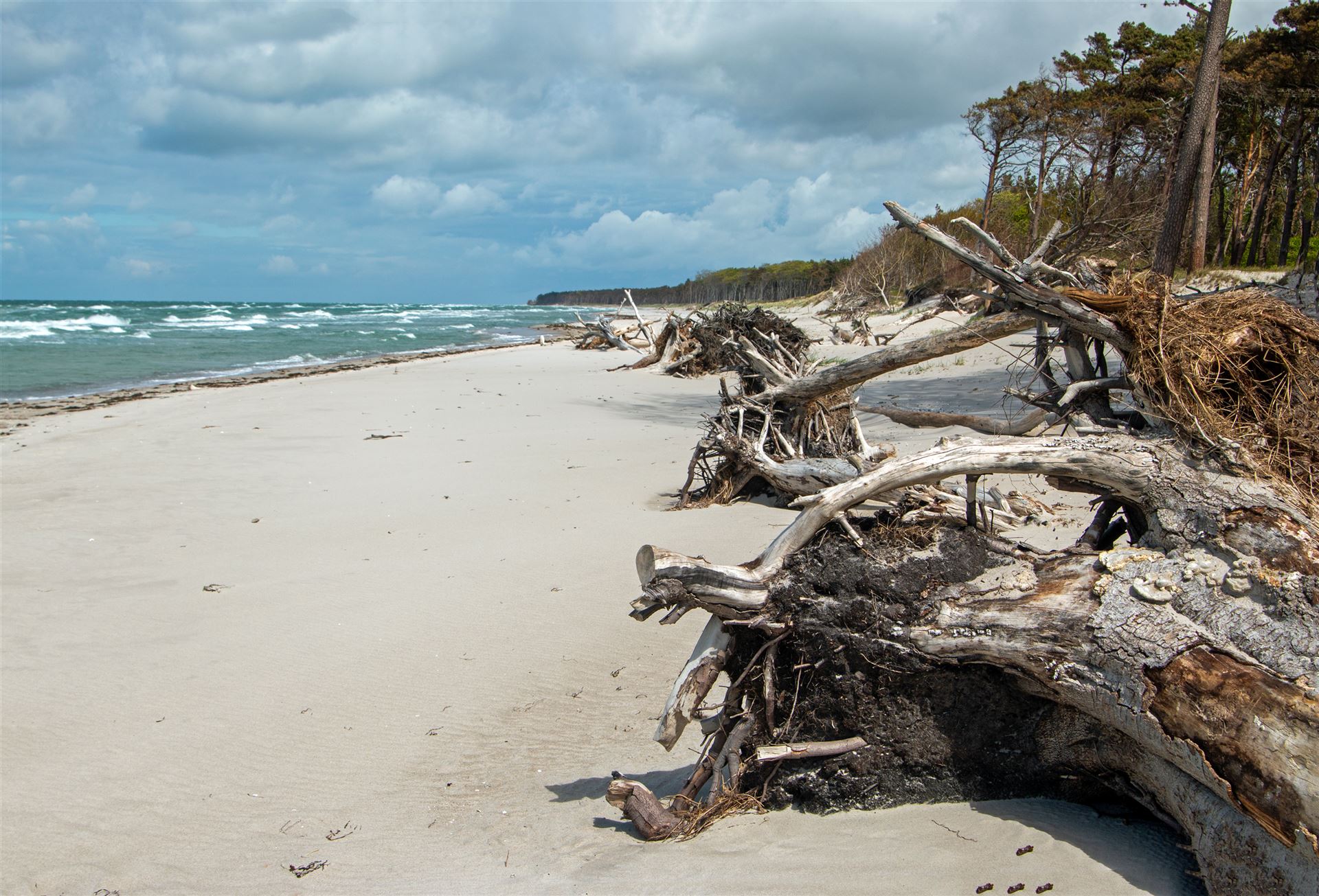 Ferienhäuser und Ferienwohnungen in Born auf dem Darss